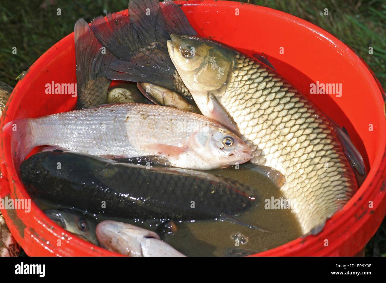 Carp farming hi-res stock photography and images - Alamy