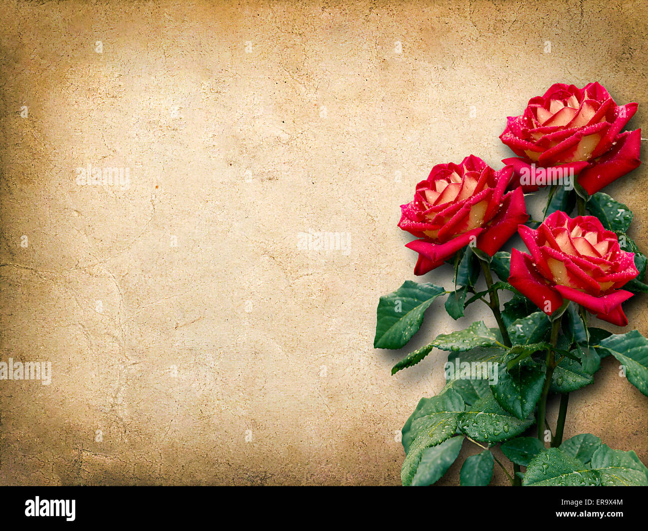 Vintage card for congratulations with three red roses in vintage style ...