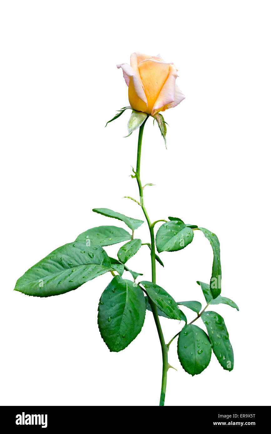 yellow rose isolated on white background Stock Photo - Alamy