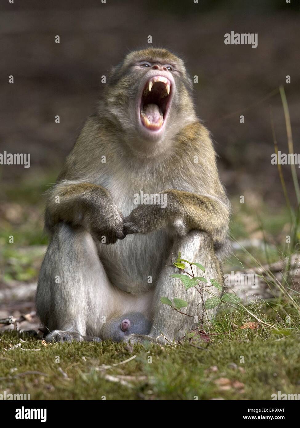 Ape yawning hi-res stock photography and images - Alamy