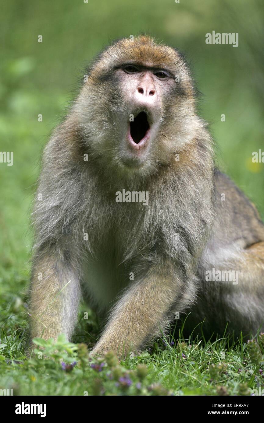 gaping barbary ape Stock Photo - Alamy
