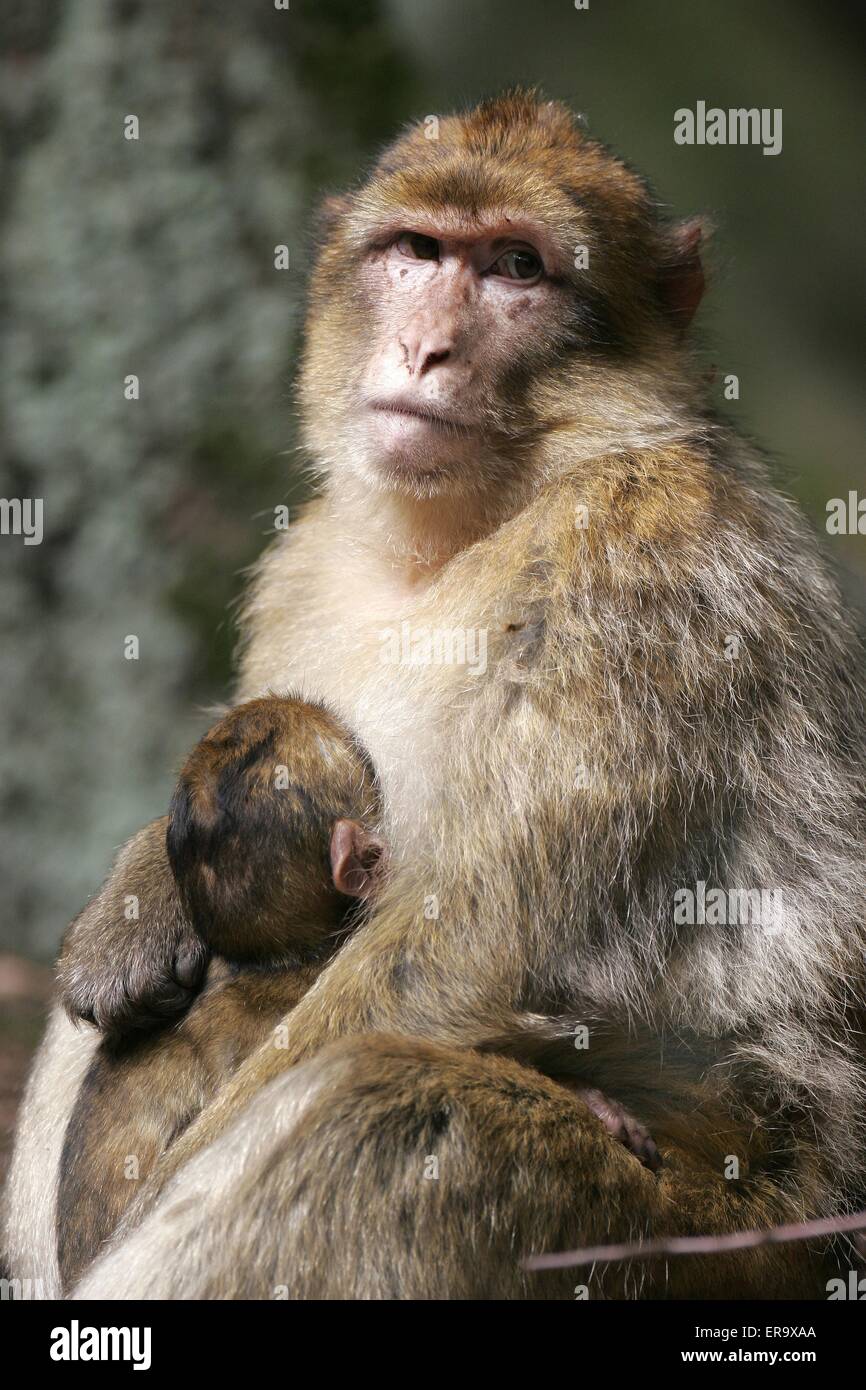barbary ape with baby Stock Photo - Alamy