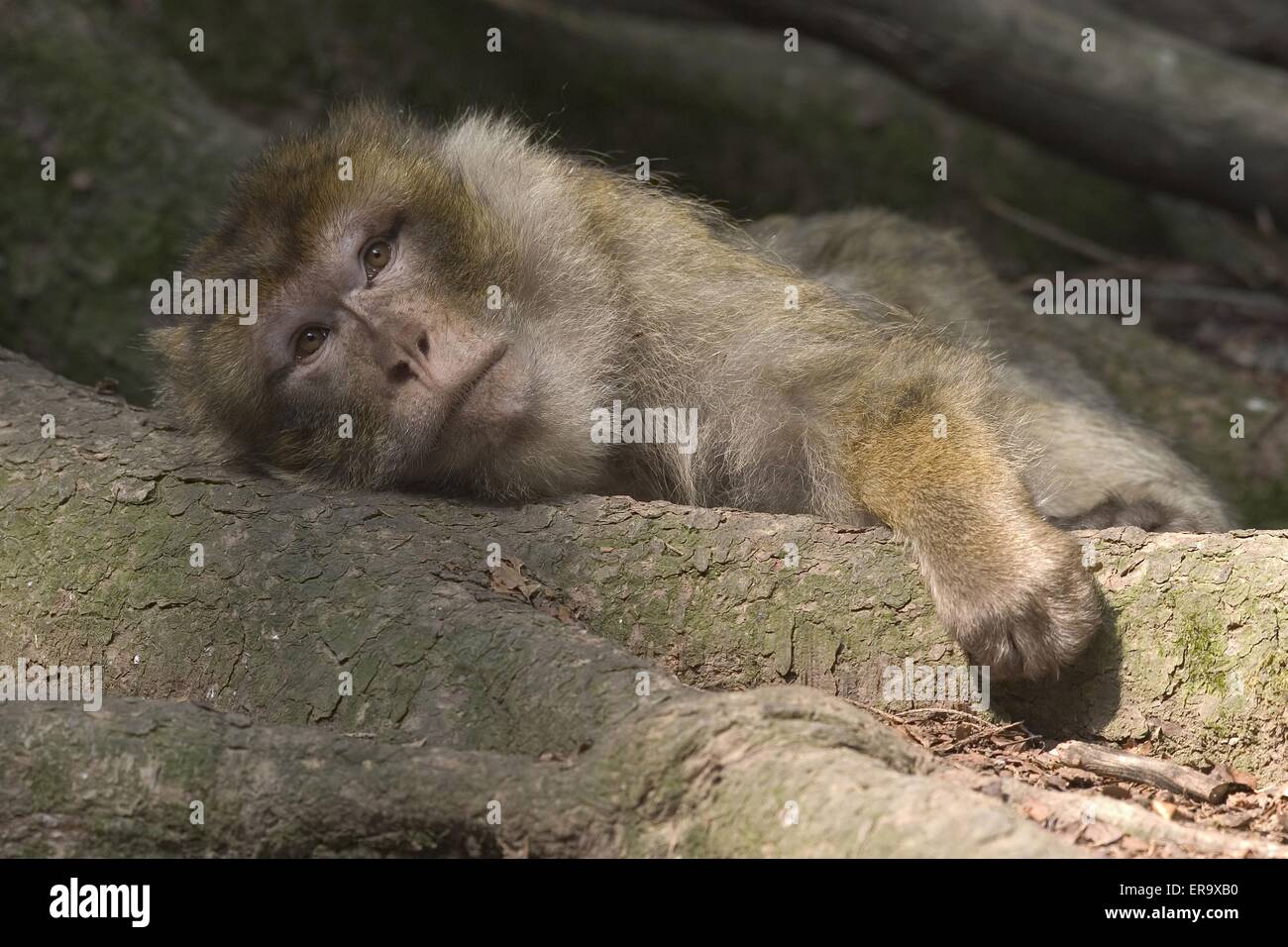 Lying ape hi-res stock photography and images - Alamy