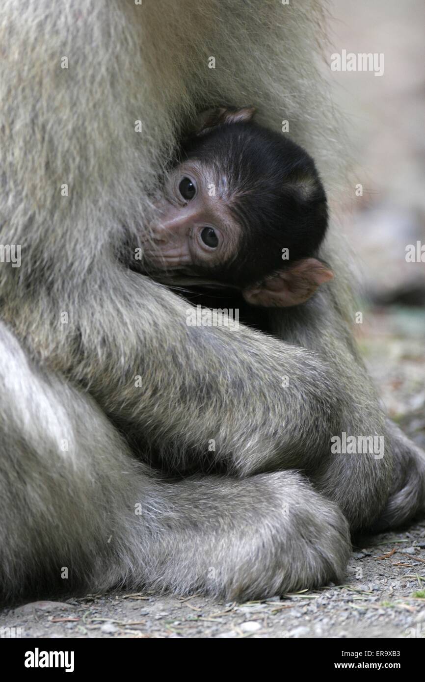 barbary ape baby Stock Photo - Alamy