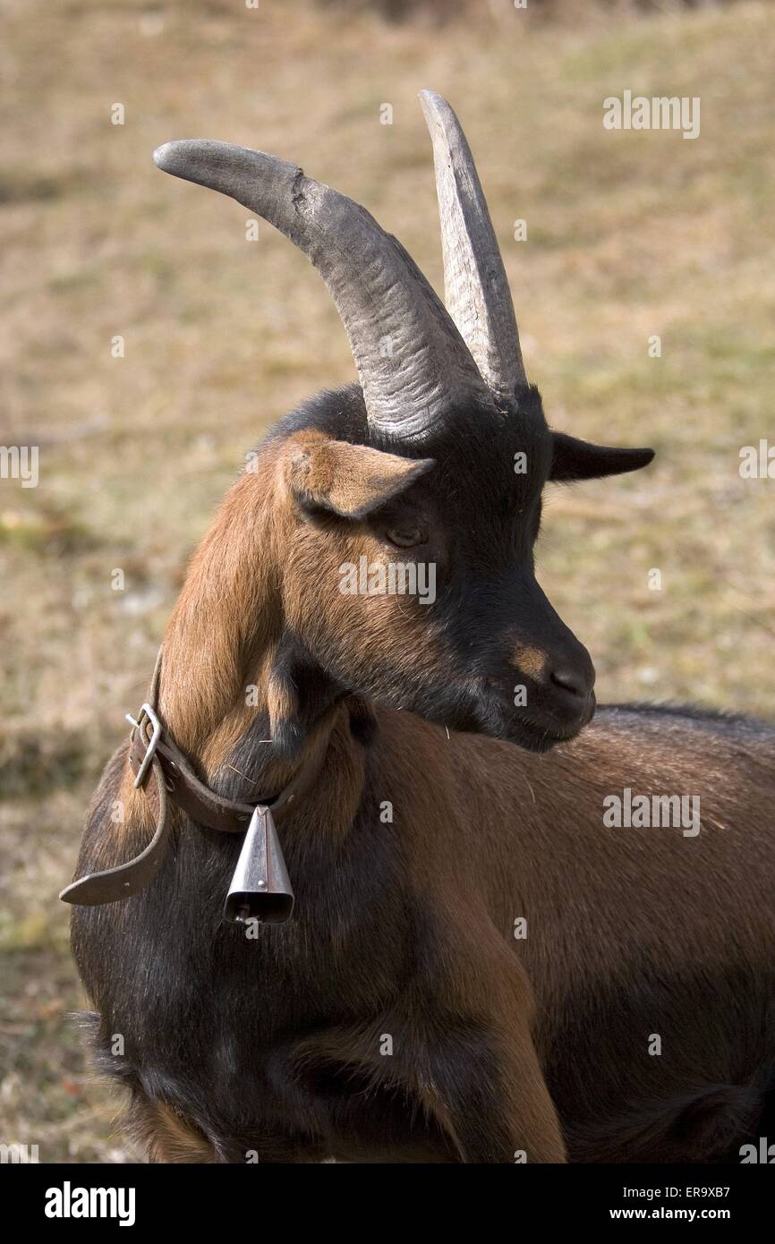 Goat bells hi-res stock photography and images - Alamy