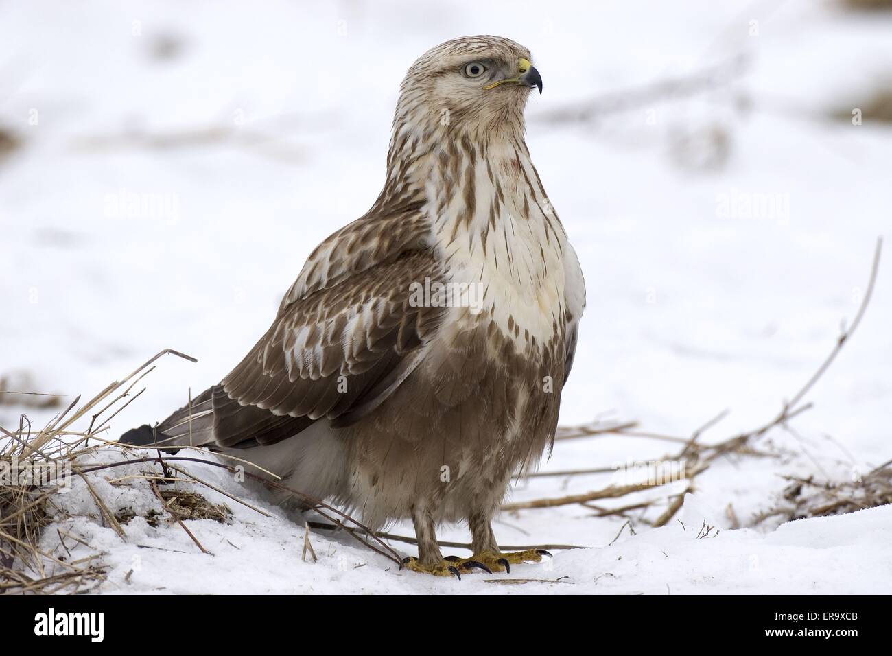 Young buzzard hi-res stock photography and images - Alamy