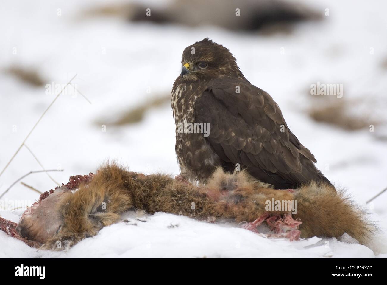 Buzzard behavior hi-res stock photography and images - Alamy