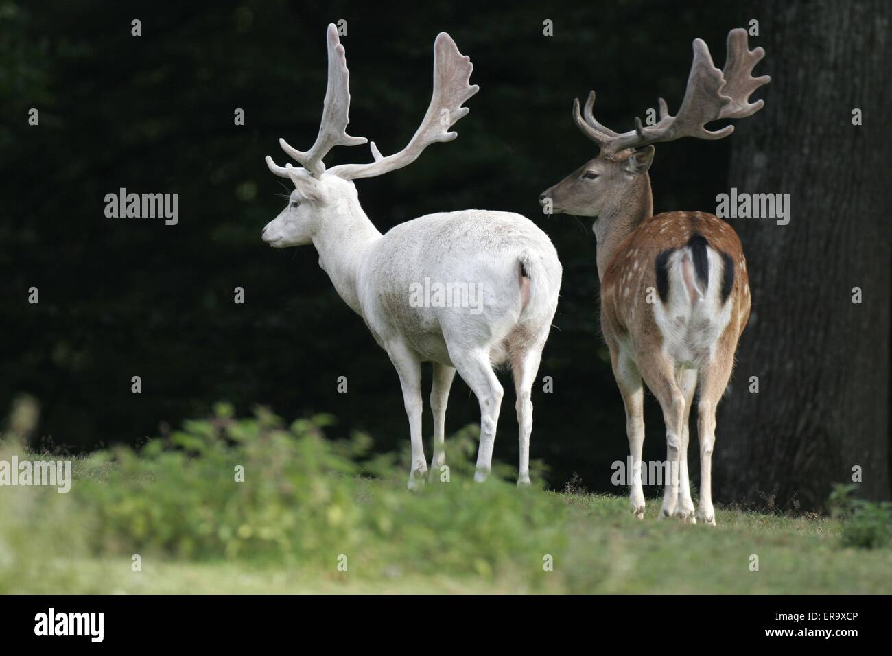 Deer fallow rear view hi-res stock photography and images - Alamy
