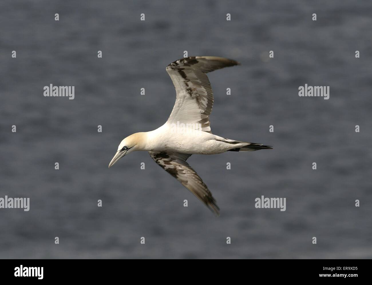 flying Northern Gannet Stock Photo - Alamy