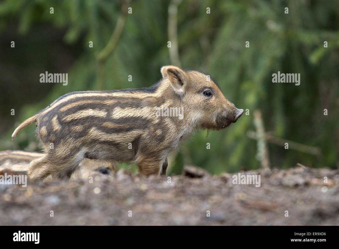 Shote hi-res stock photography and images - Alamy