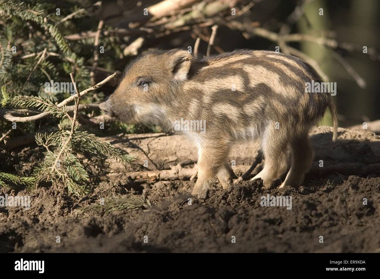 Shote hi-res stock photography and images - Alamy