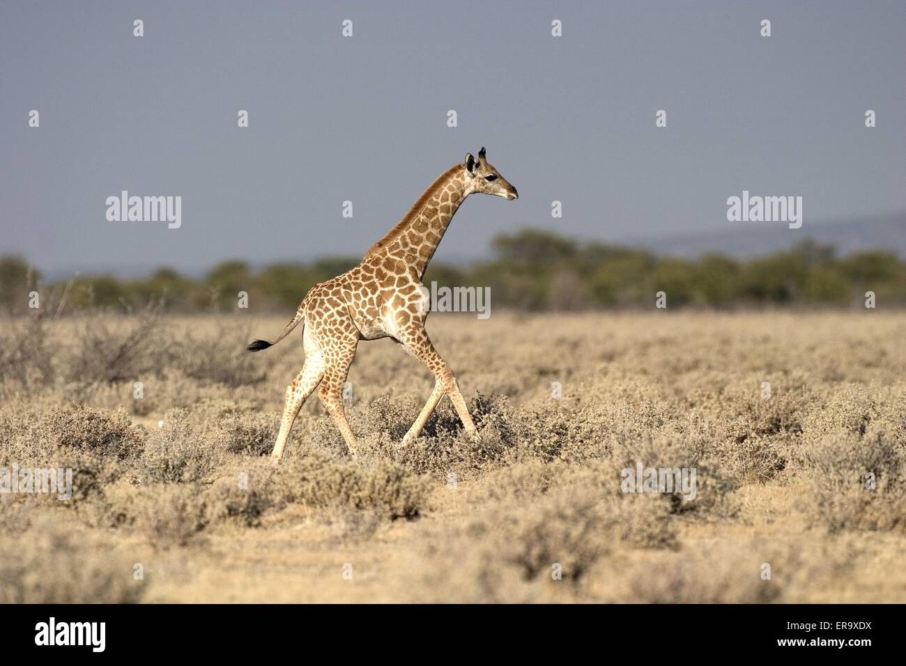Giraffe and baby running hi-res stock photography and images - Alamy