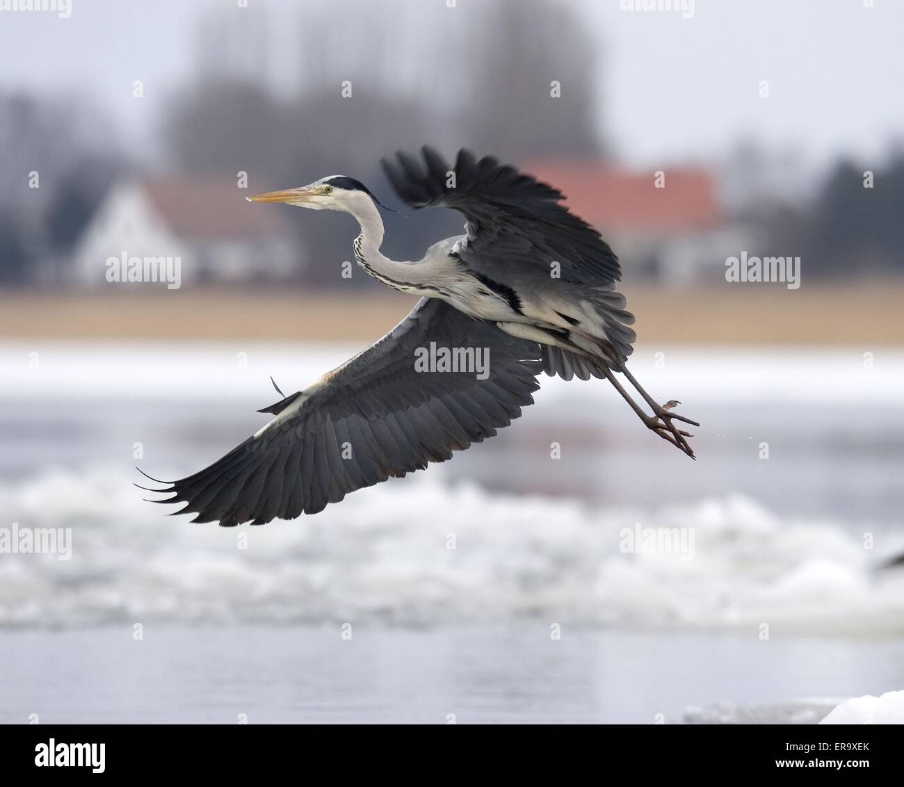 flying grey heron Stock Photo - Alamy