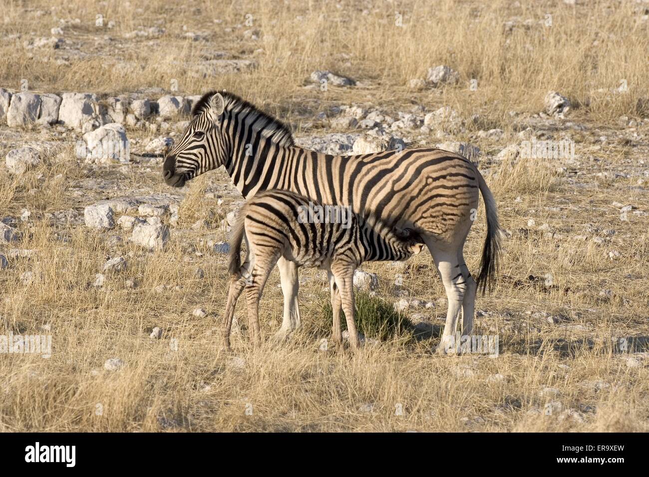 Female zebra foal suckling hi-res stock photography and images - Alamy