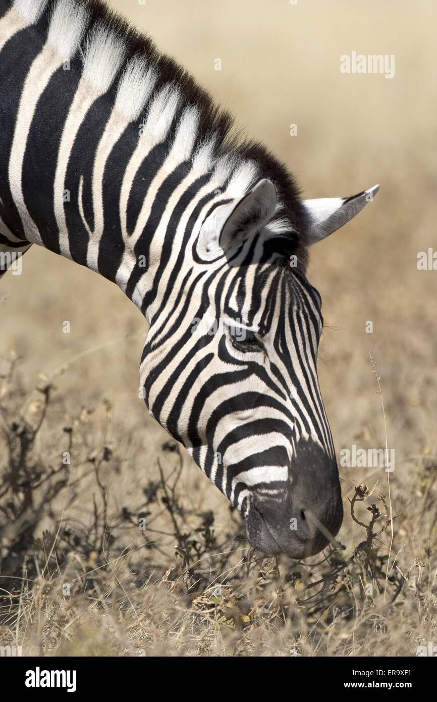 Summery eating hi-res stock photography and images - Alamy