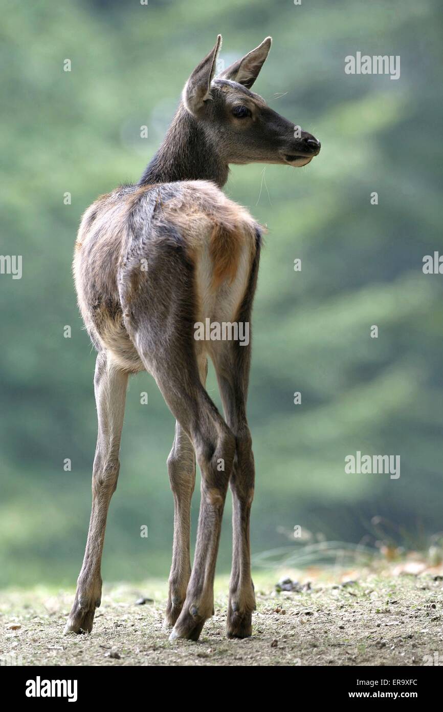 Outside view of hind hi-res stock photography and images - Alamy