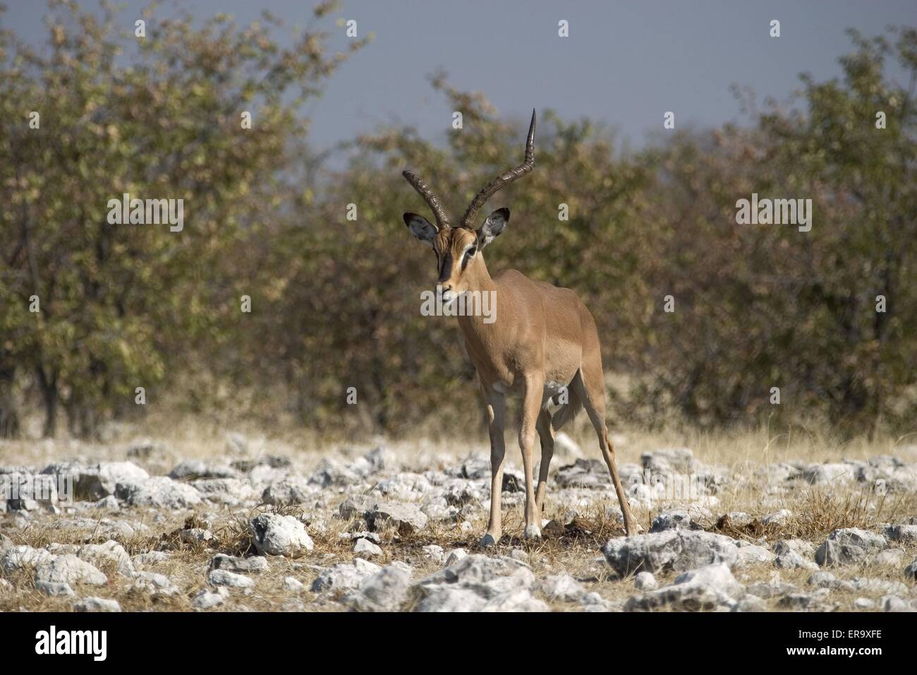 Impala african antelope stands hi-res stock photography and images - Alamy