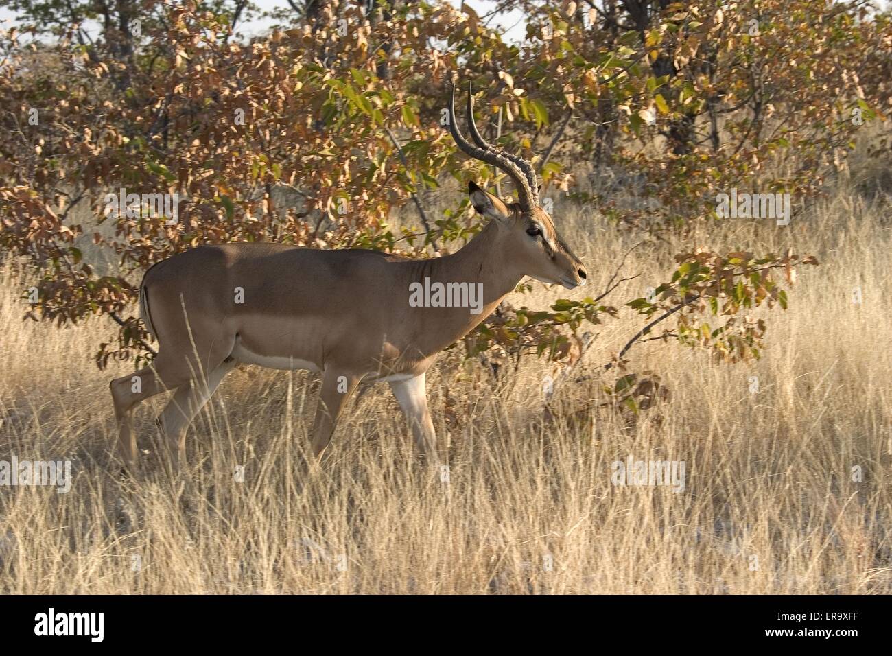 Profile of impala hi-res stock photography and images - Alamy