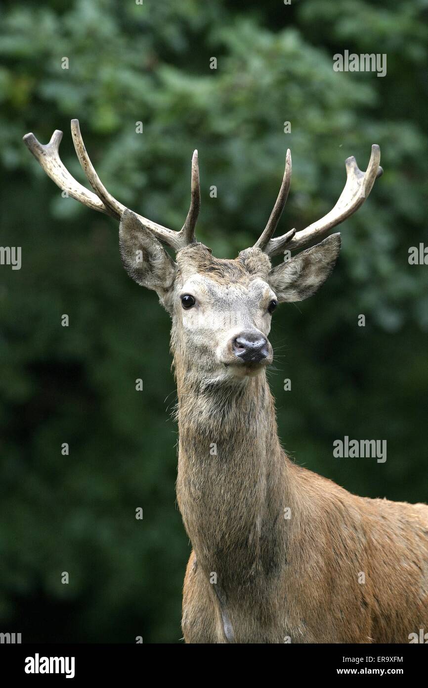 young red deer Stock Photo - Alamy