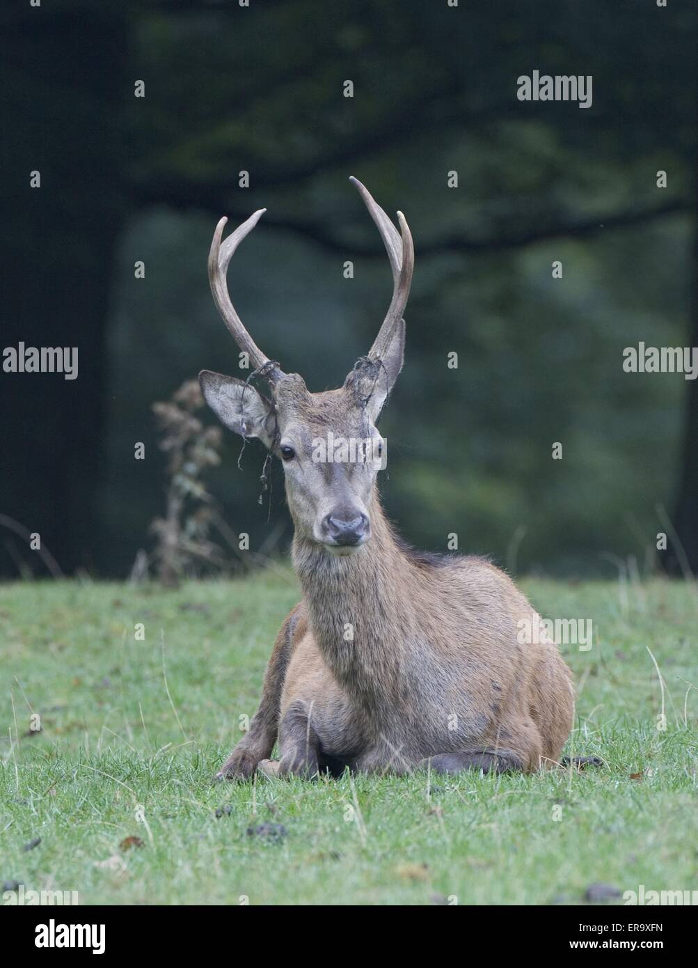 young red deer Stock Photo - Alamy