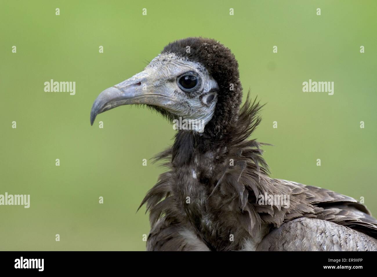 Hooded vulture head hi-res stock photography and images - Alamy