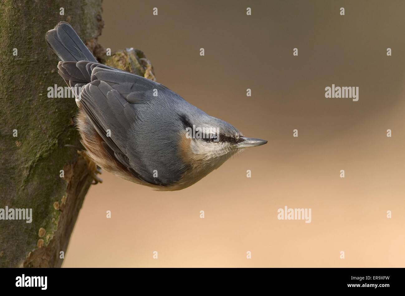 Nuthatches autumn hi-res stock photography and images - Alamy