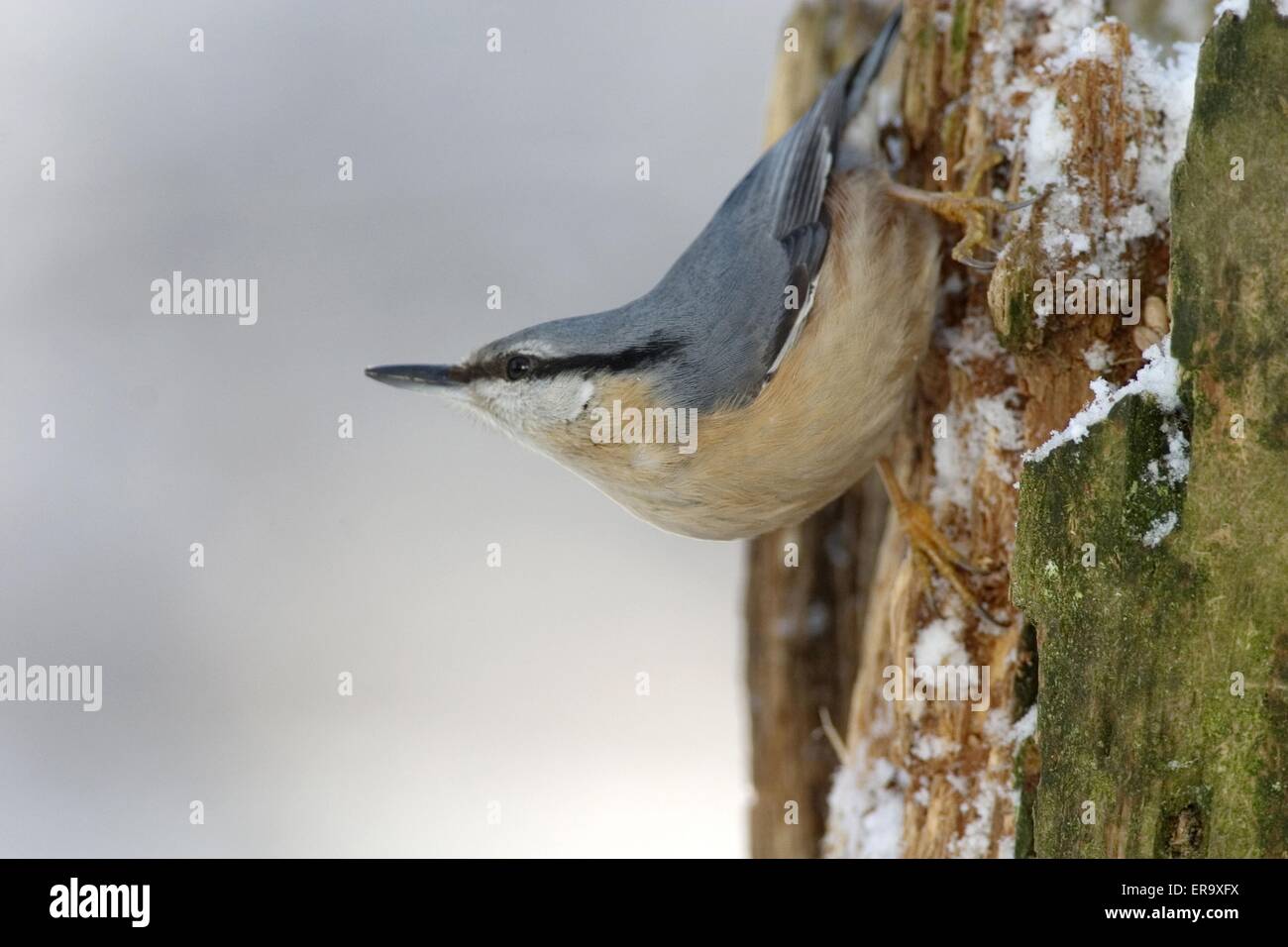 Nuthatch profile view hi-res stock photography and images - Alamy