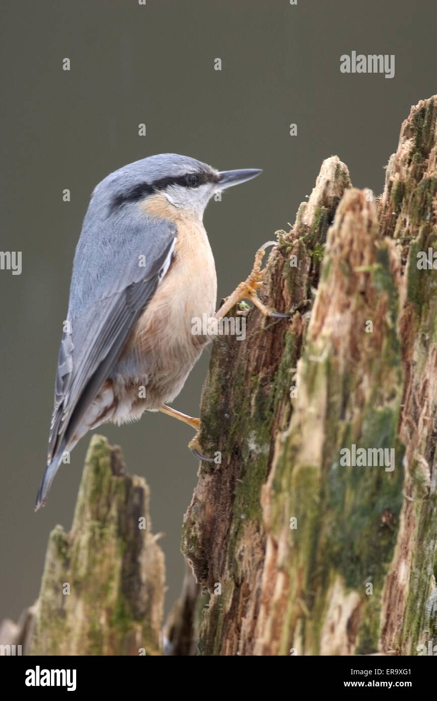 Nuthatches autumn hi-res stock photography and images - Alamy