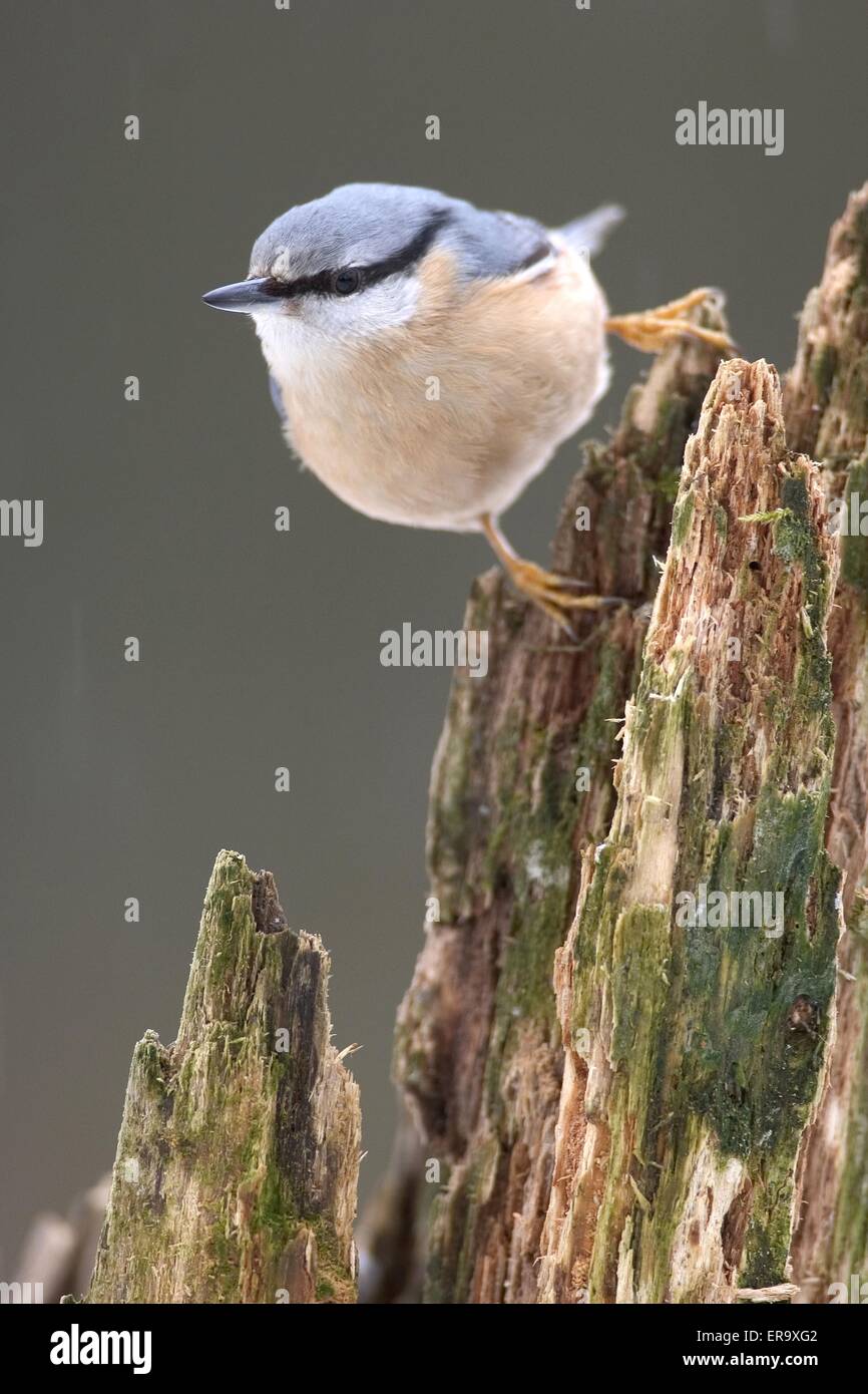Nuthatches autumn hi-res stock photography and images - Alamy