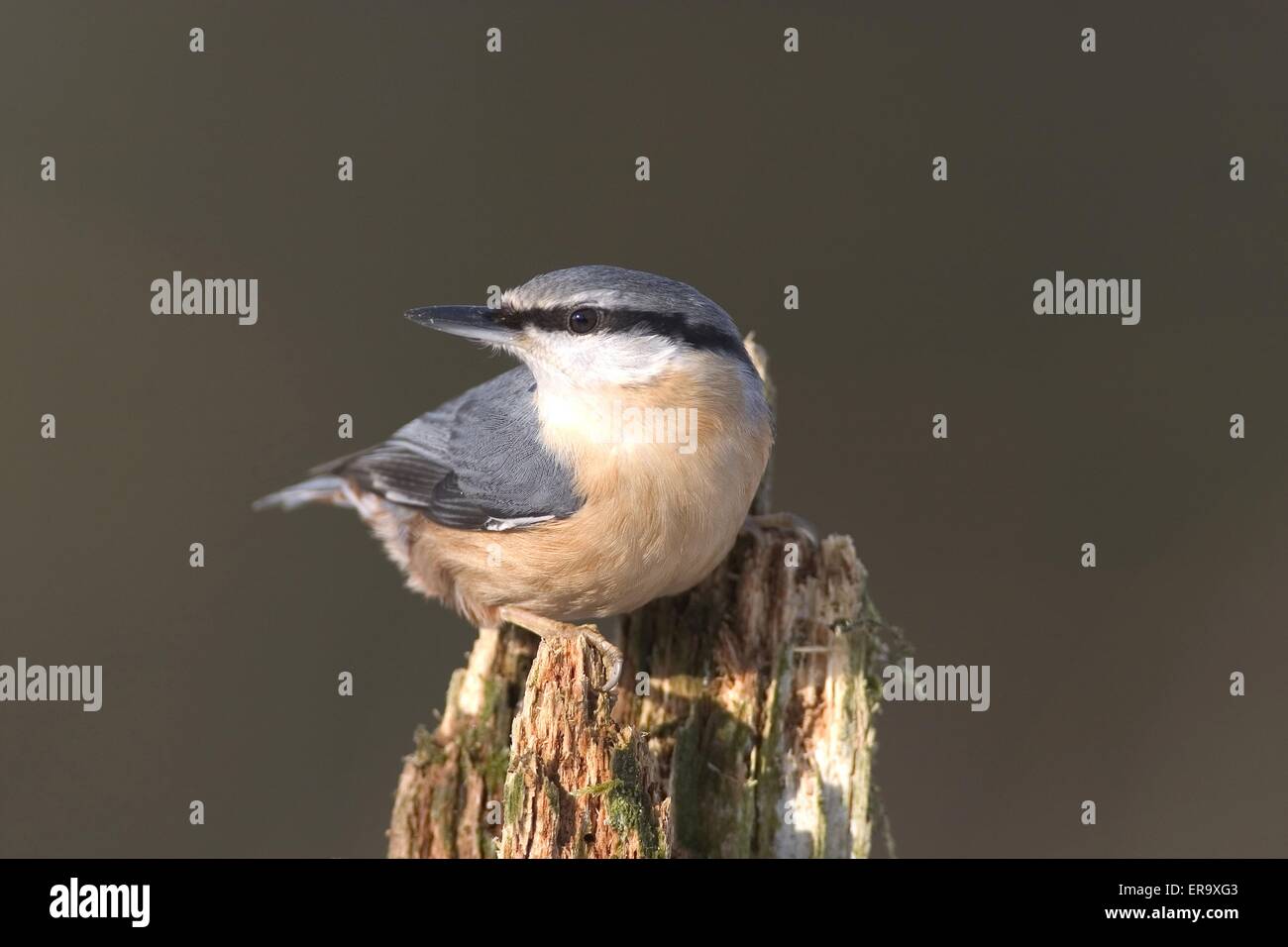 Nuthatches autumn hi-res stock photography and images - Alamy