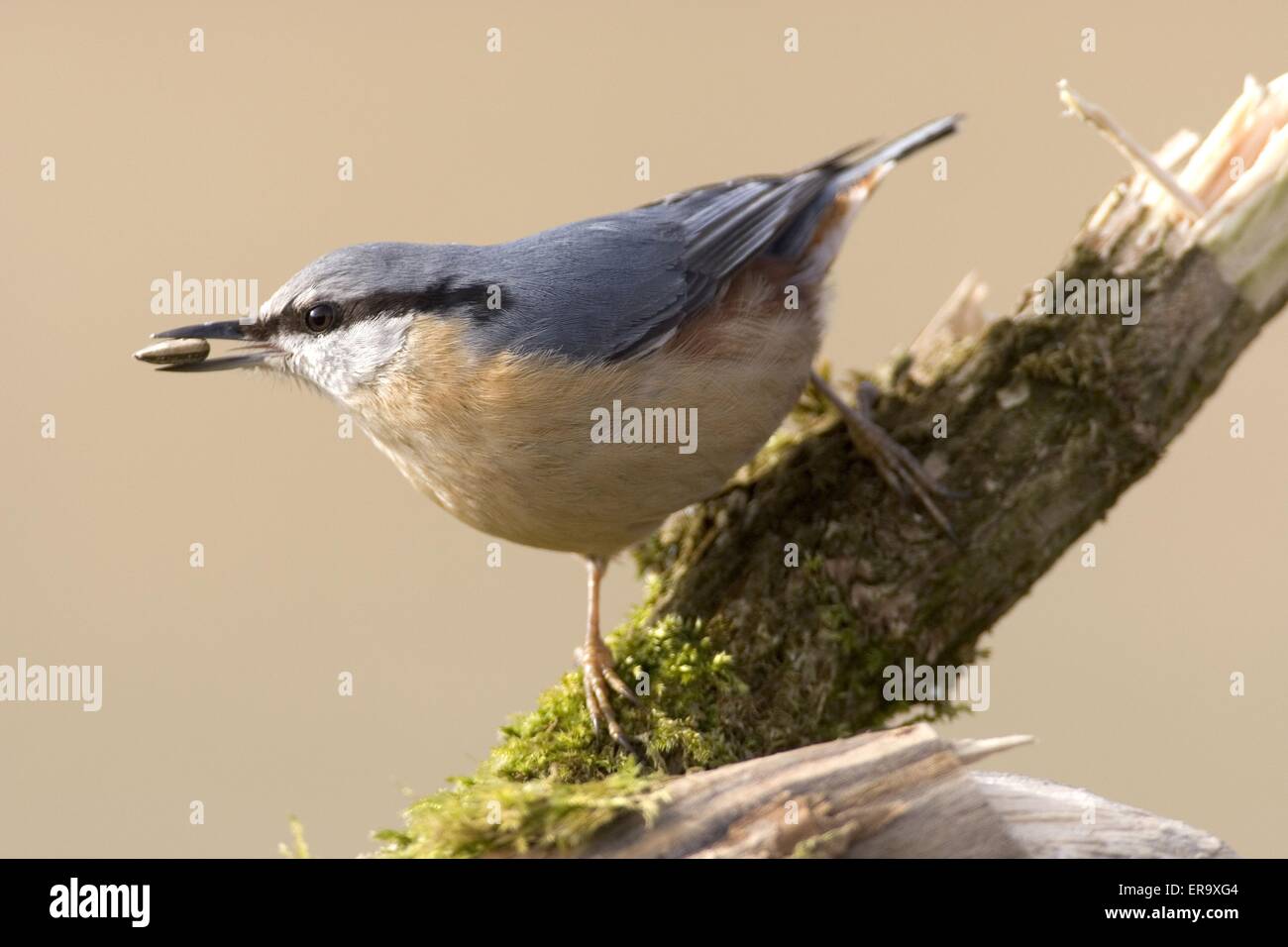 Nuthatch profile view hi-res stock photography and images - Alamy