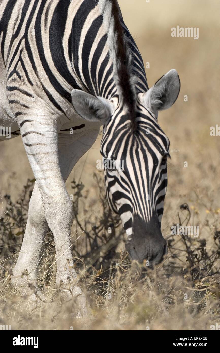 Summery eating hi-res stock photography and images - Alamy