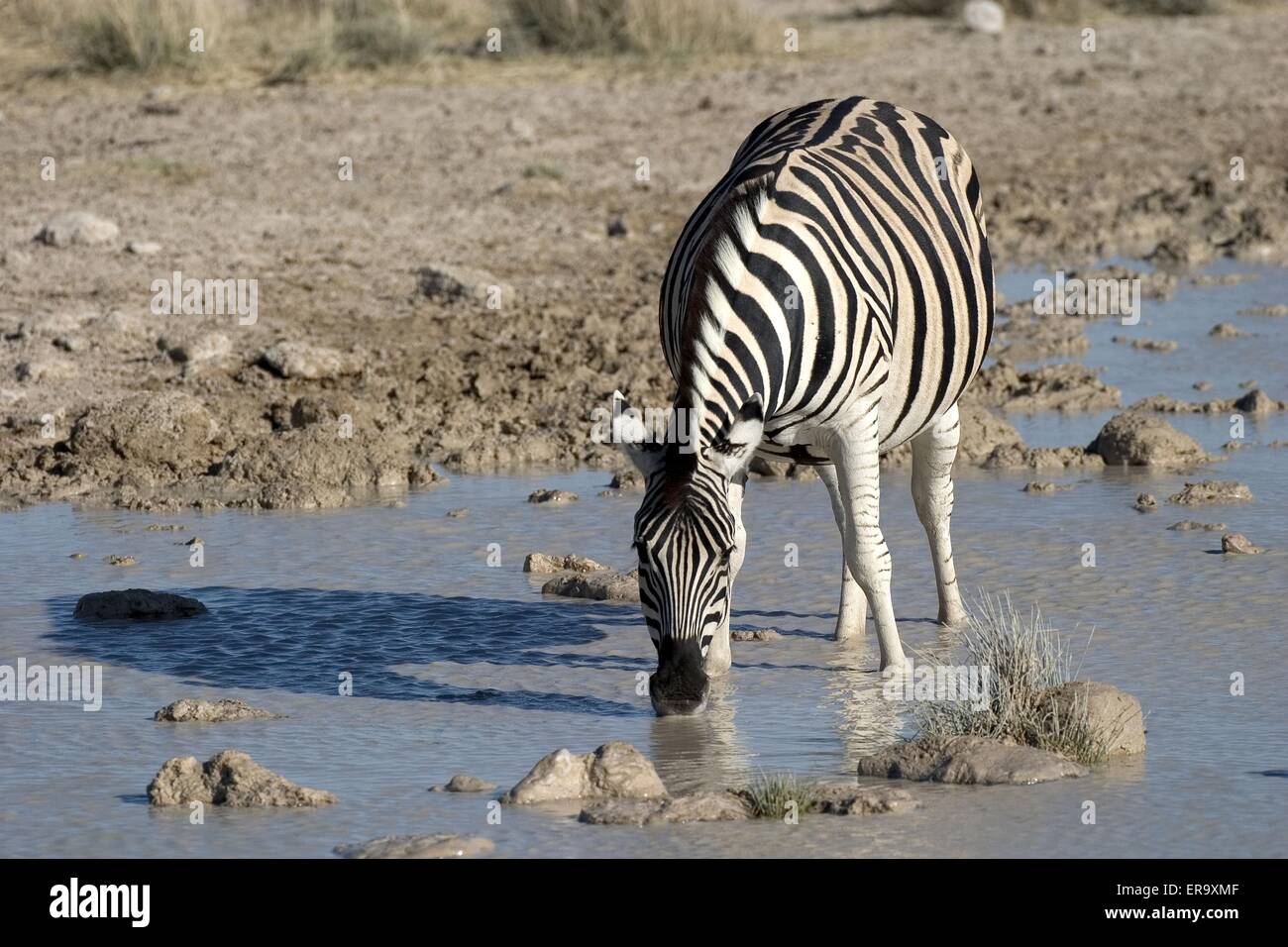 One african zebra drinking hi-res stock photography and images - Alamy