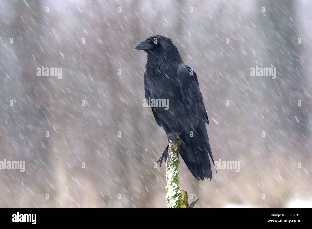 Rear ravens hi-res stock photography and images - Alamy