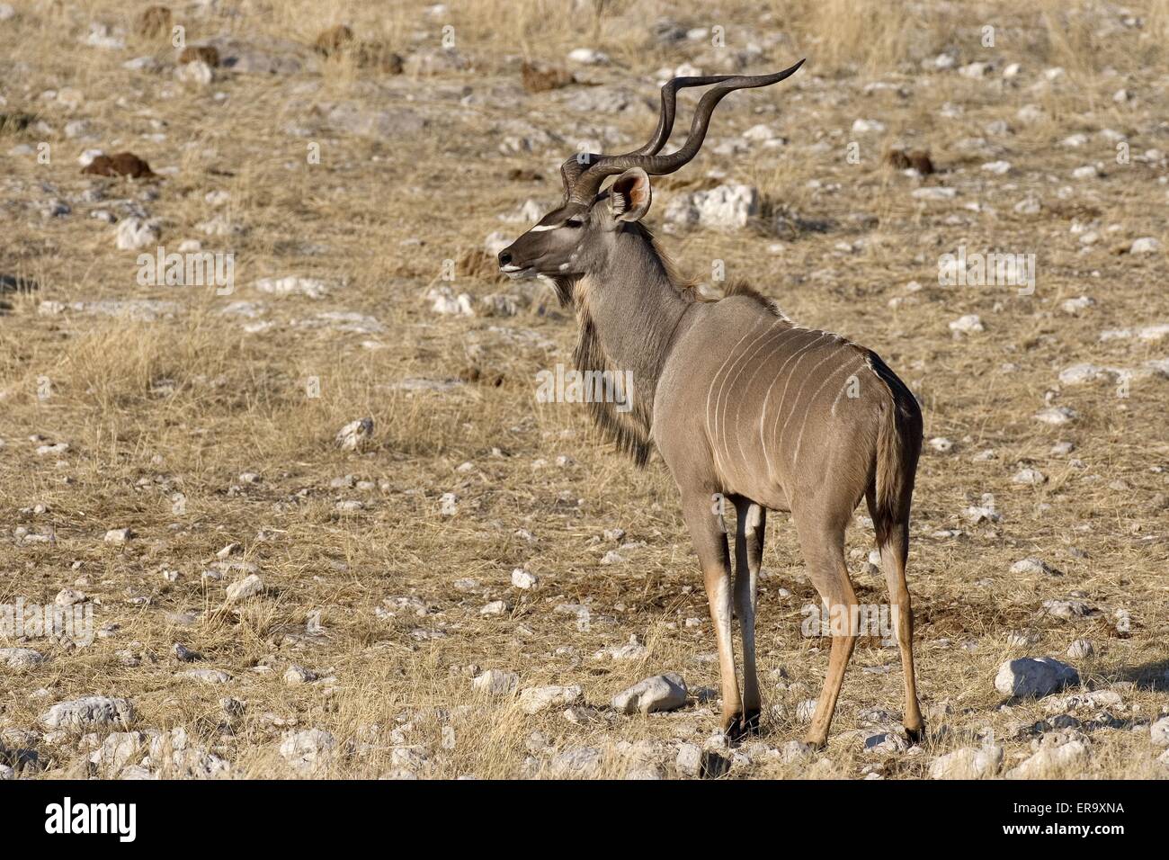 Great african kudu hi-res stock photography and images - Alamy