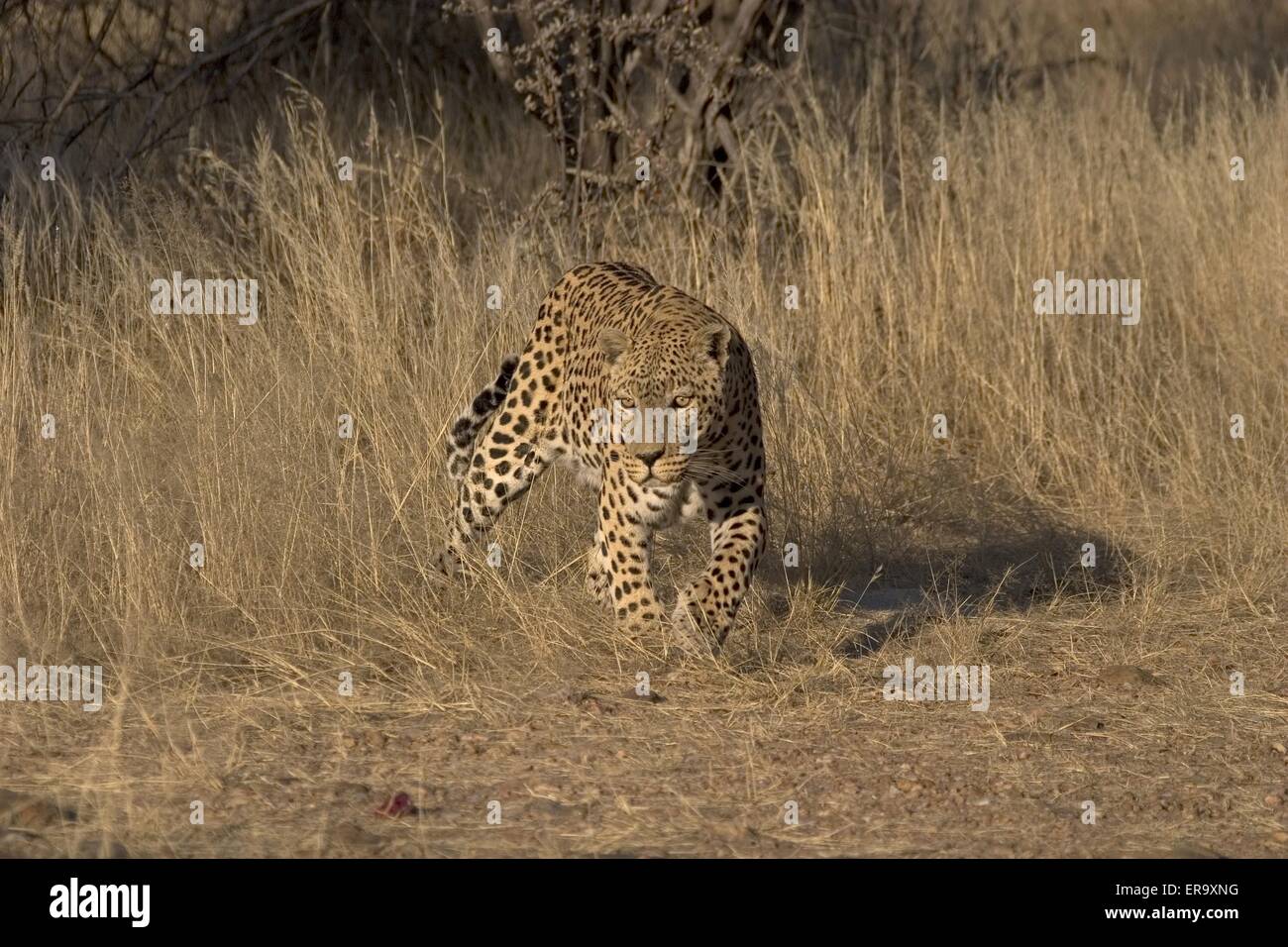 leopard in action Stock Photo - Alamy
