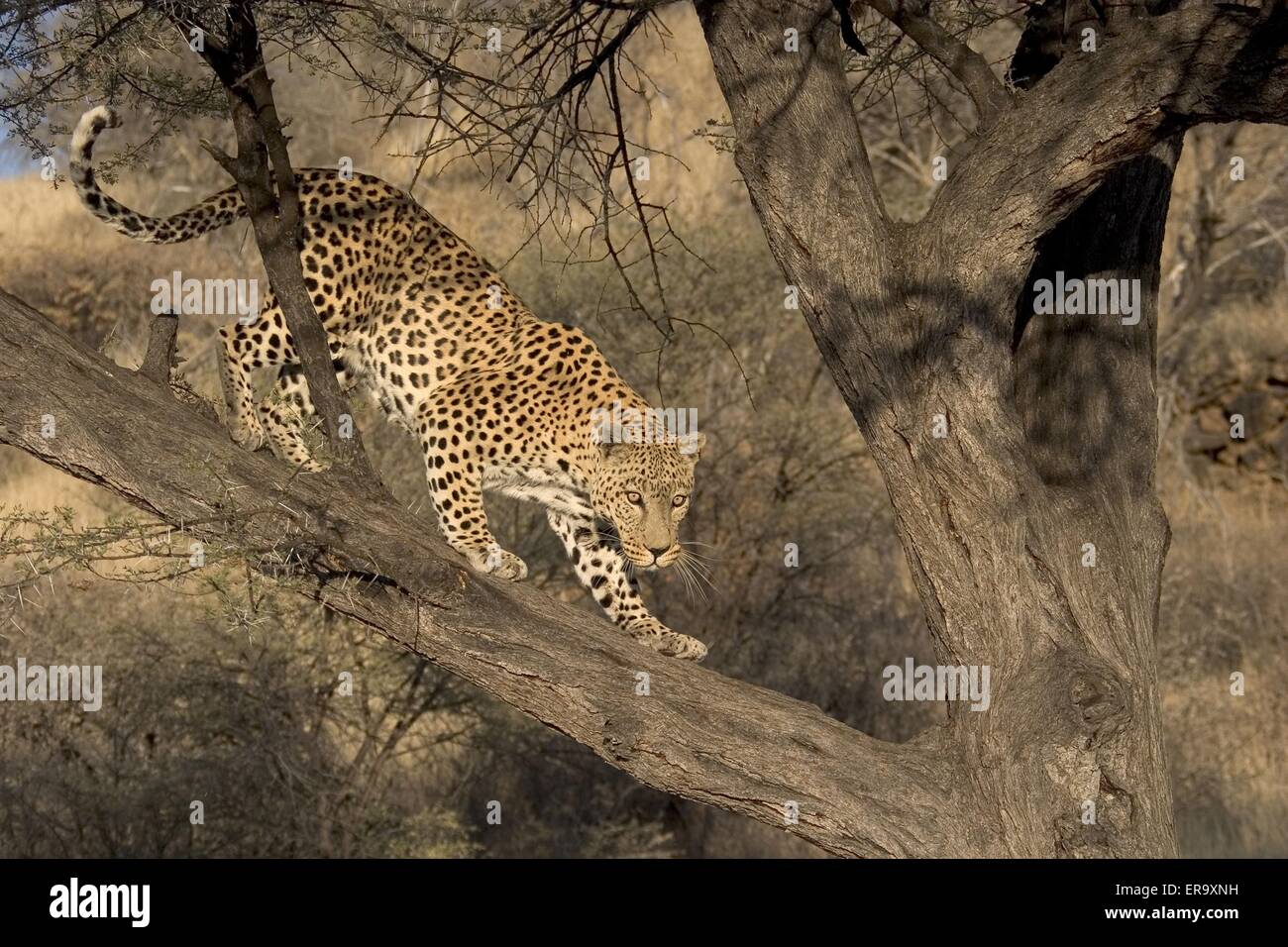 leopard on a tree Stock Photo - Alamy