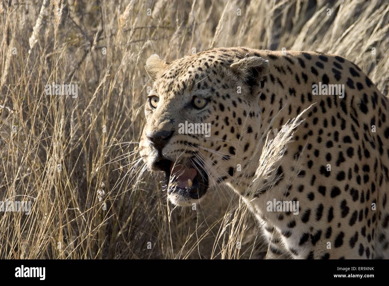 Leopard Heads High Resolution Stock Photography and Images - Alamy