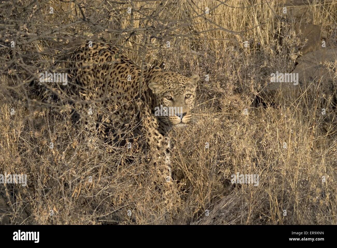 Underbrushes hi-res stock photography and images - Alamy