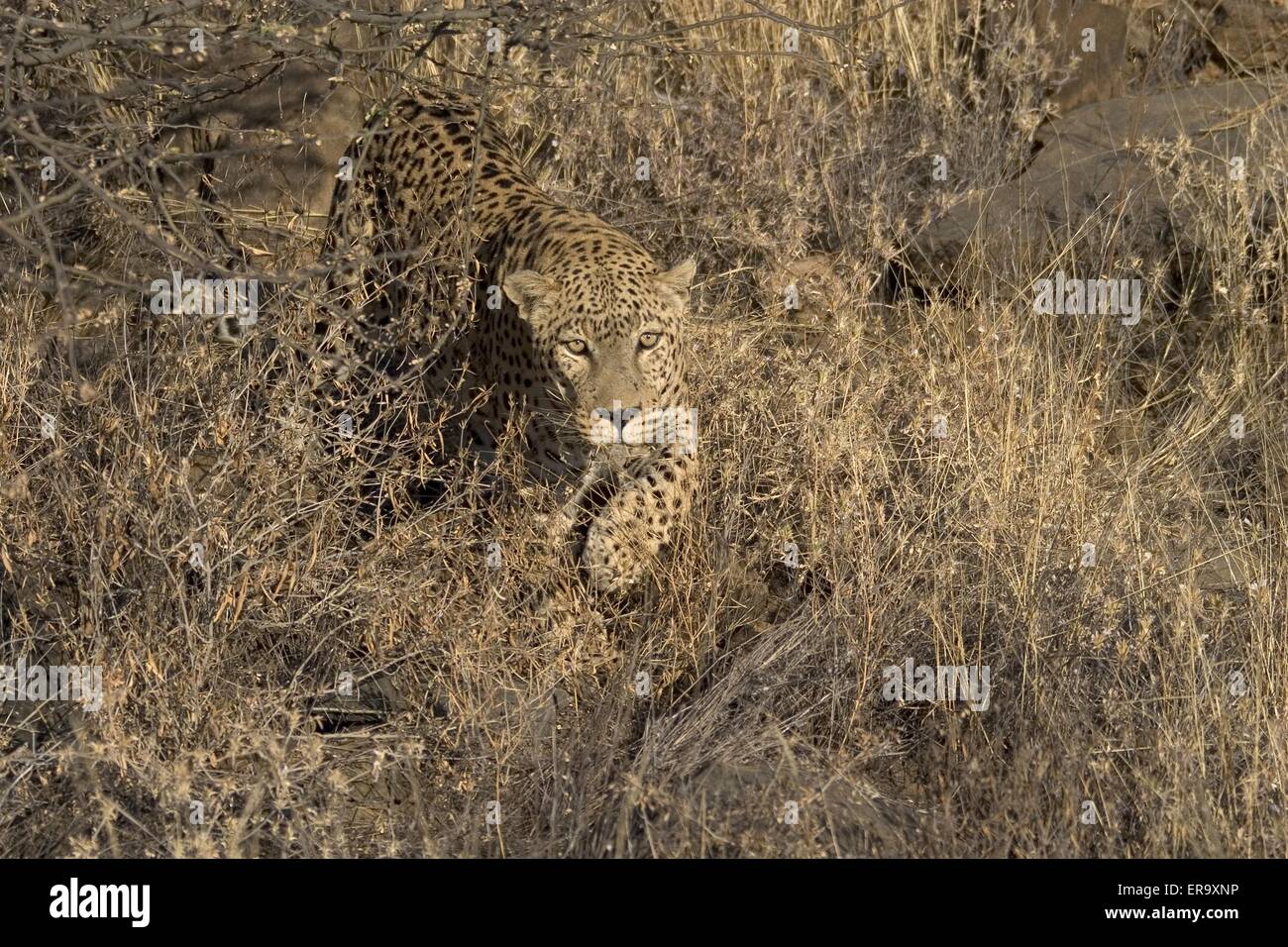 Mammals in action hi-res stock photography and images - Alamy