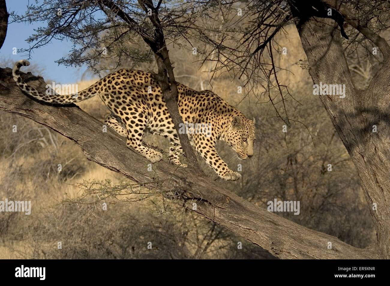 Leopard climbing on a tree hi-res stock photography and images - Alamy
