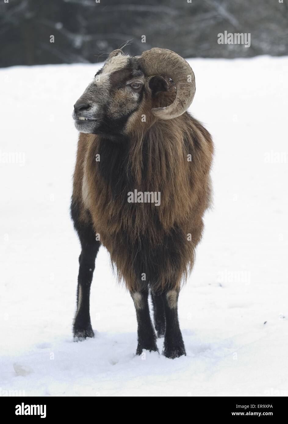 Mouflon standing hi-res stock photography and images - Alamy