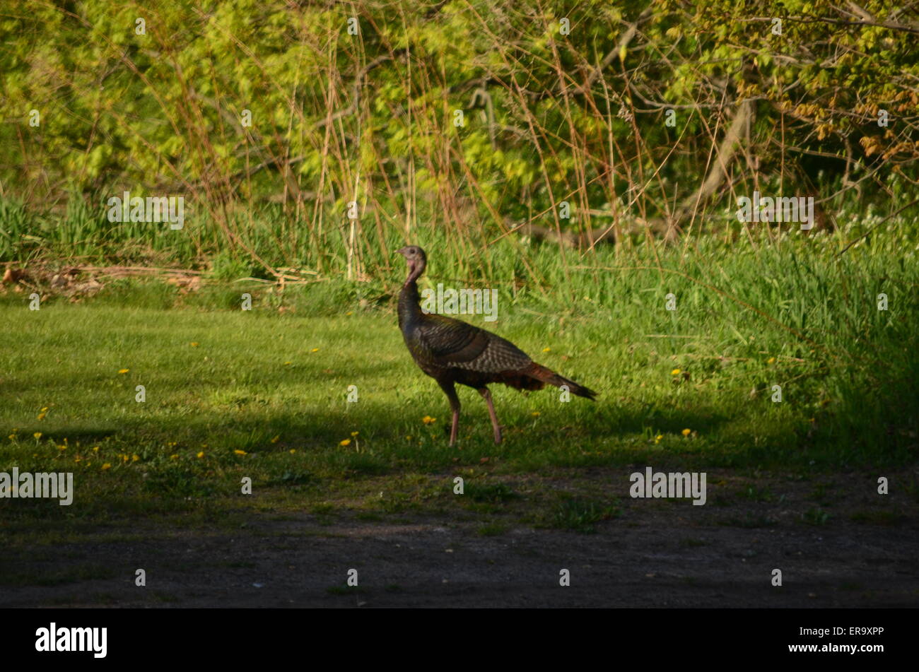 Female turkey hi-res stock photography and images - Alamy