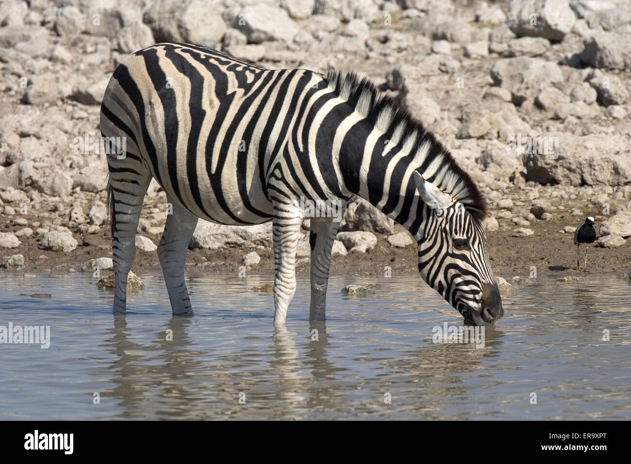 One african zebra drinking hi-res stock photography and images - Alamy