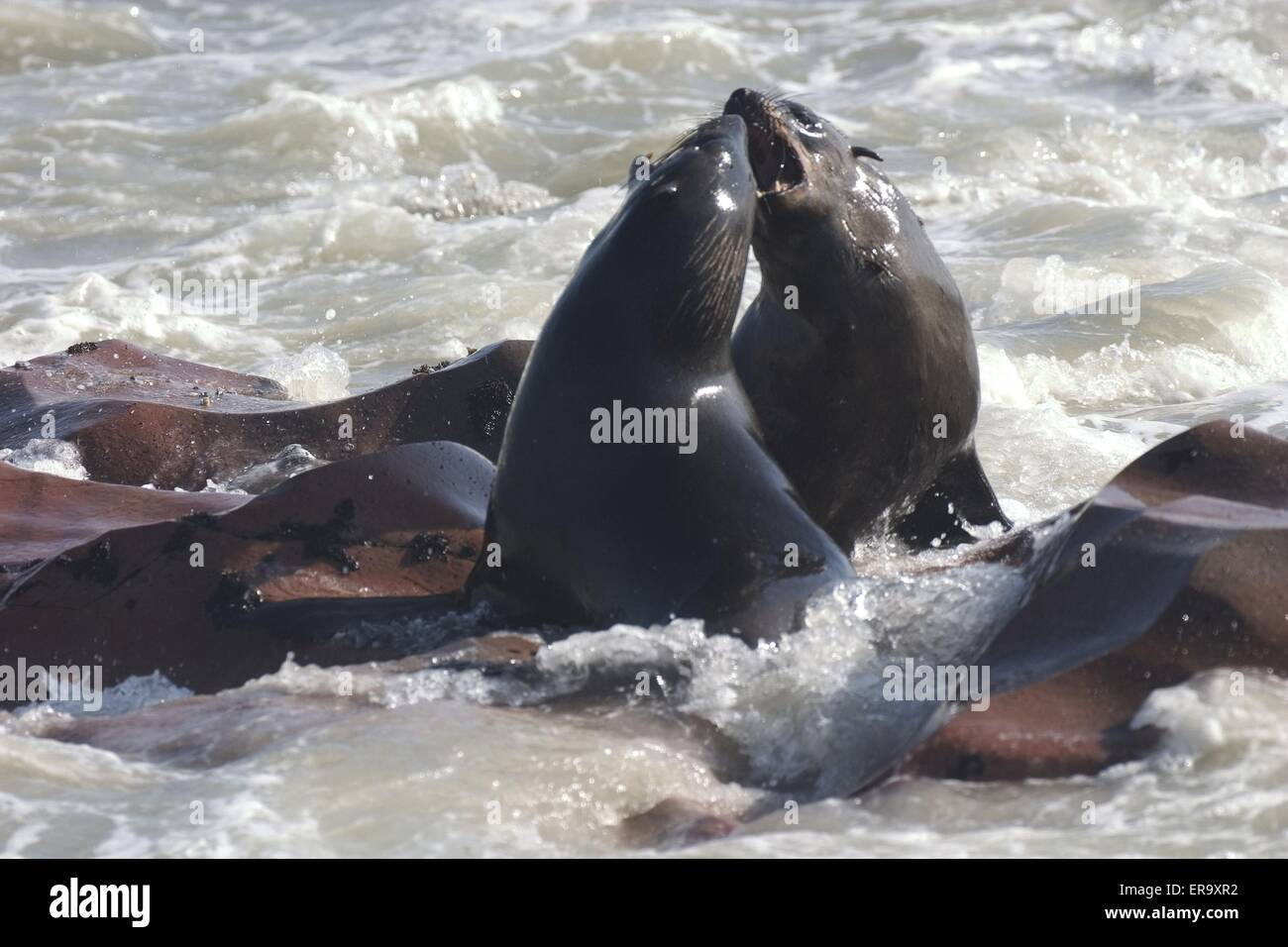 Encounter fighting hi-res stock photography and images - Alamy