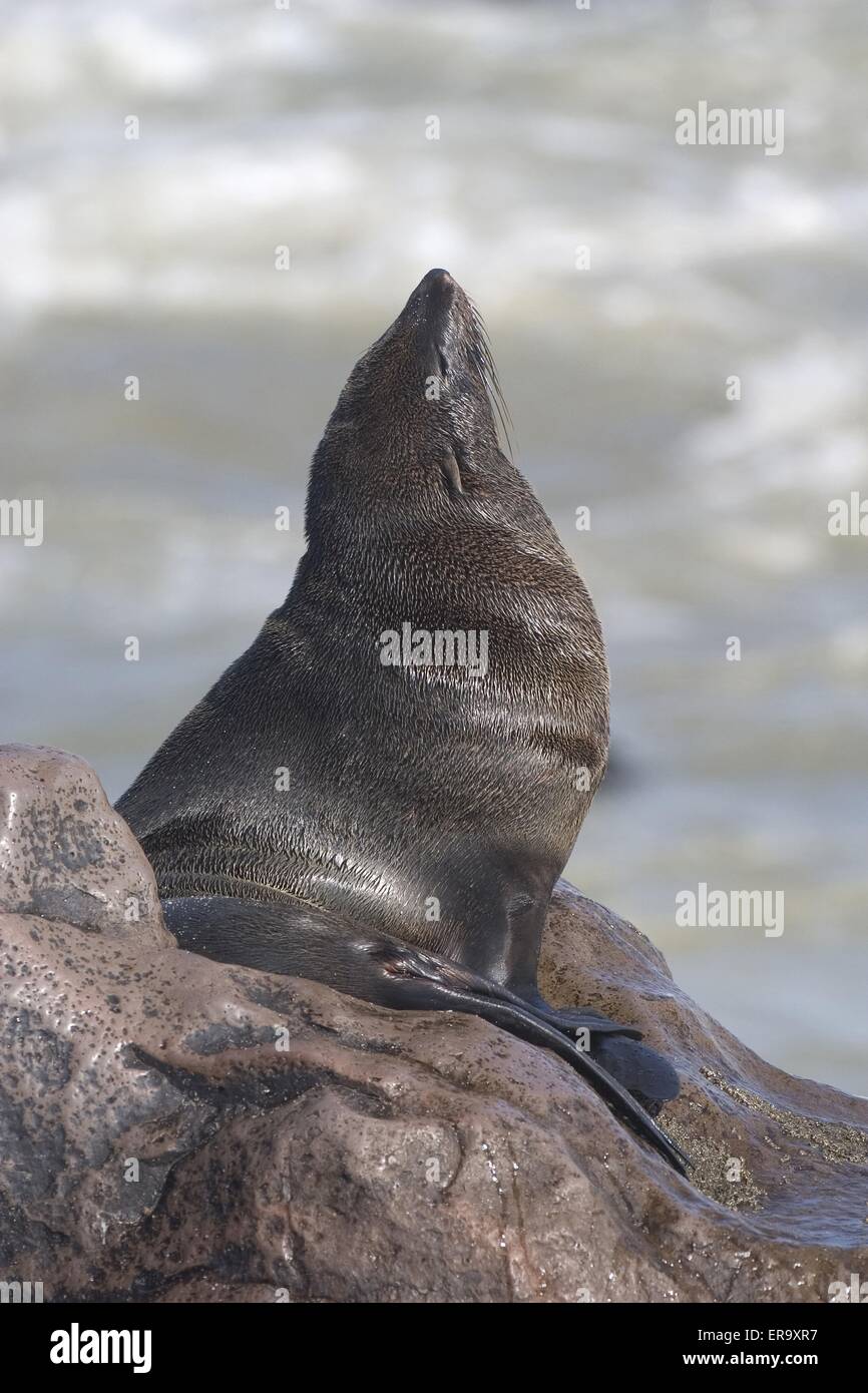 One size seal hi-res stock photography and images - Alamy