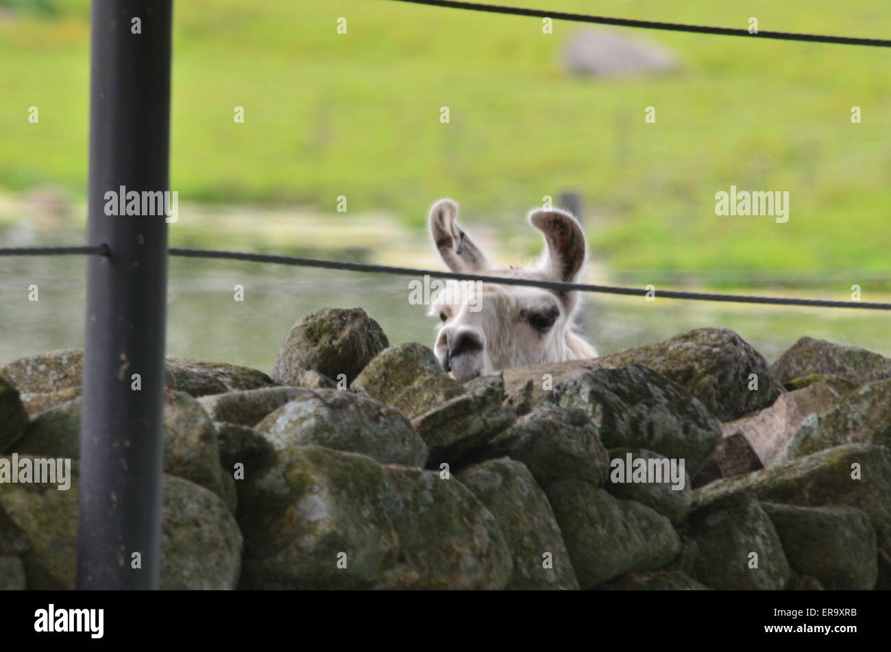 Llama over a fence hi-res stock photography and images - Alamy