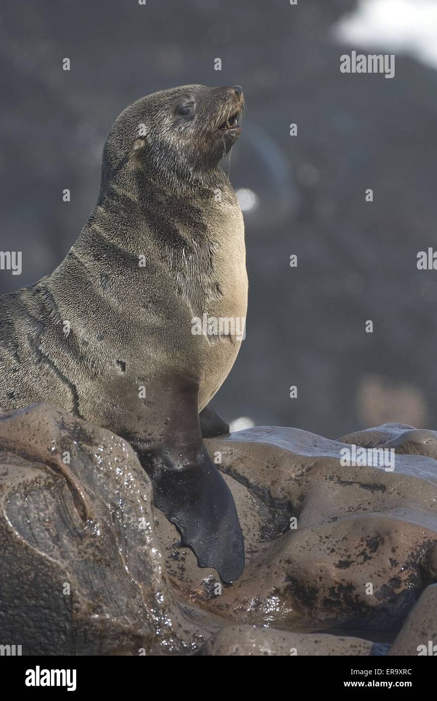 One size seal hi-res stock photography and images - Alamy