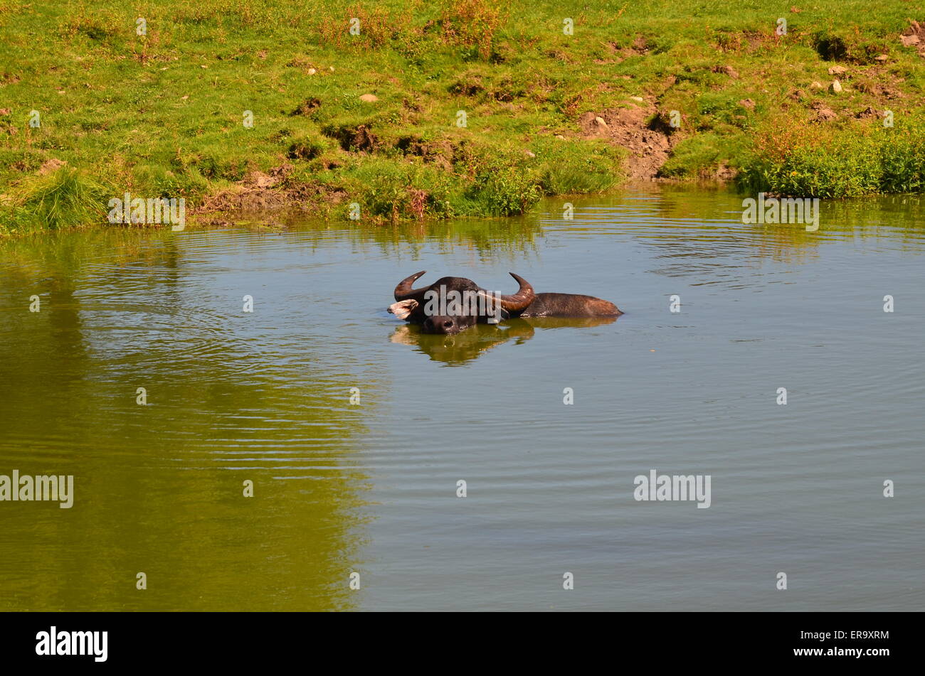 Water buffalo in pond hi-res stock photography and images - Alamy