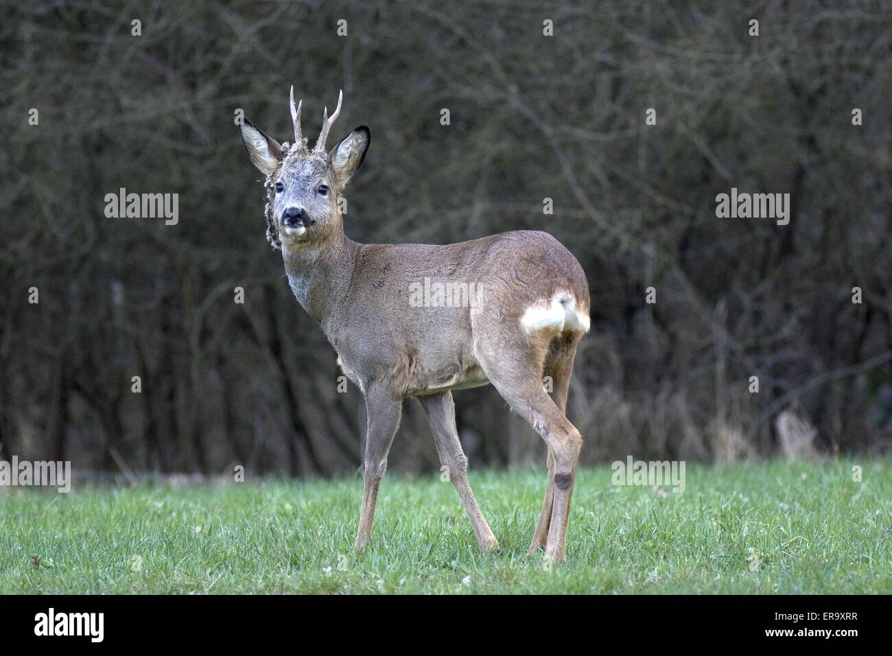 Roebuck standing hi-res stock photography and images - Alamy